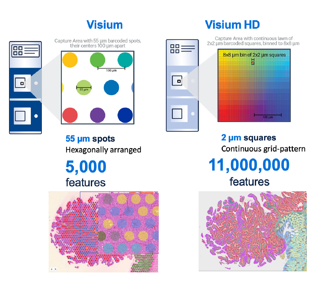 Novogene Presales for Single-Cell Spatial Gene Expression with Visium HD!